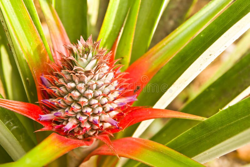 Ananasowa Tropikalna owoc obraz stock. Obraz złożonej z roślina - 49921855