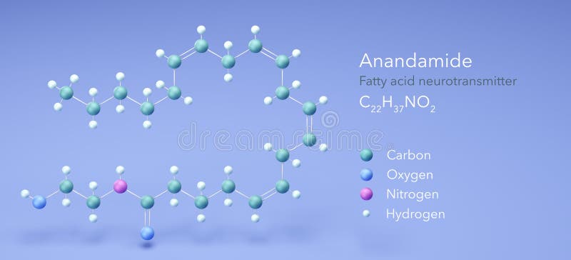 Anandamide, Molecular Structures, Fatty Acid Neurotransmitter, 3d Model ...