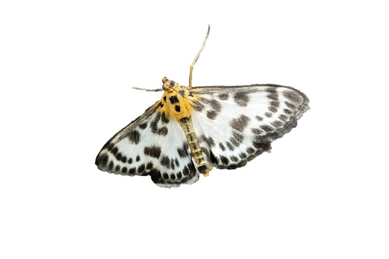 Anania Hortulata Butterfly Isolated on White Stock Photo - Image of ...