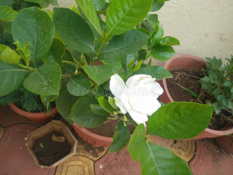 Anant stock image. Image of nature, flowers, anant, glorify - 120476973