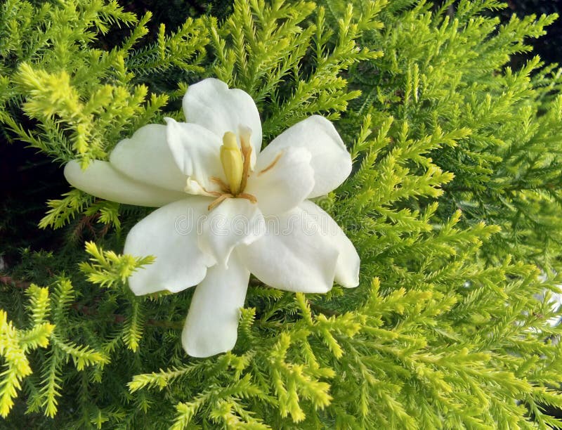 Ananta flower on green stock image. Image of grass, wildflower - 216728303
