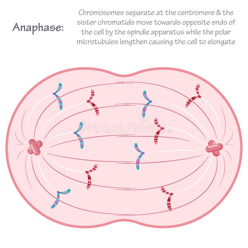 Anaphase Phase of Mitosis Educational Science Graphic Stock Vector ...