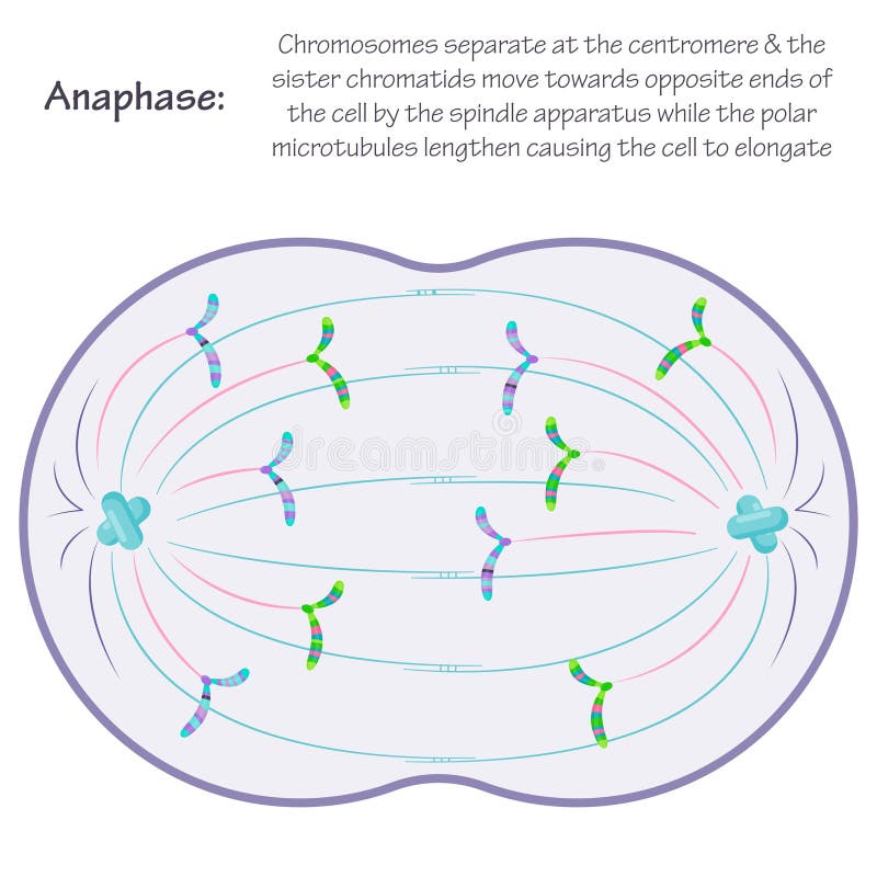 Anaphase Phase of Mitosis Educational Science Graphic Stock Vector ...