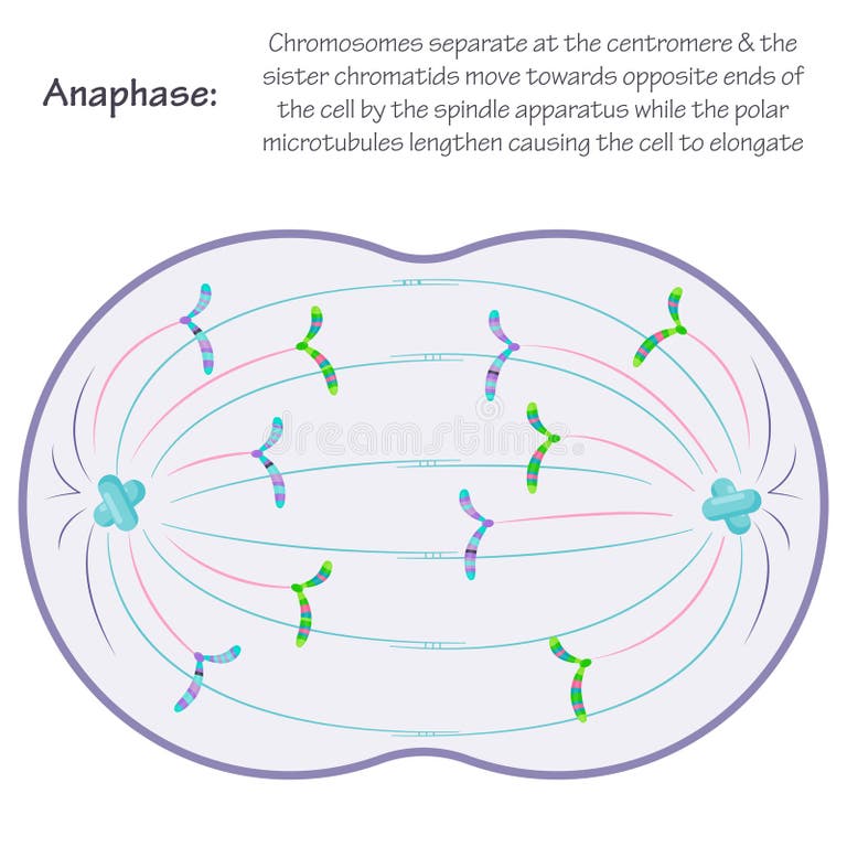 Anaphase Stock Illustrations – 228 Anaphase Stock Illustrations ...