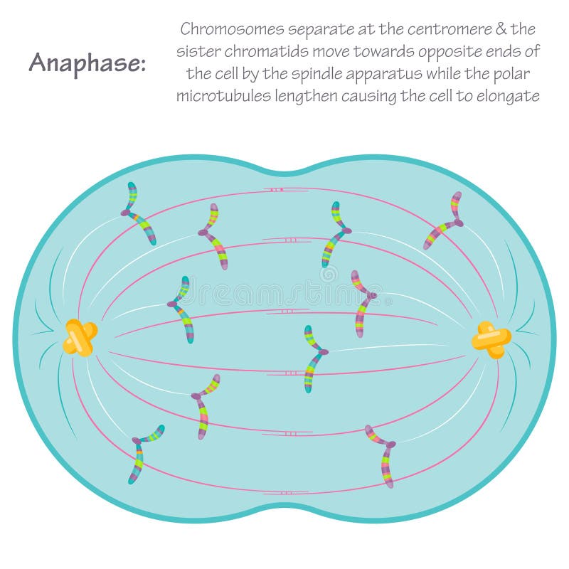Anaphase Phase of Mitosis Educational Science Graphic Stock Vector ...