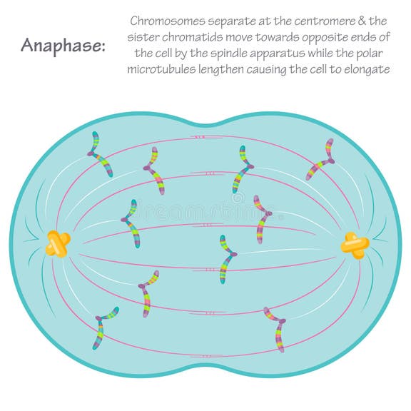 Anaphase Stock Illustrations – 228 Anaphase Stock Illustrations ...