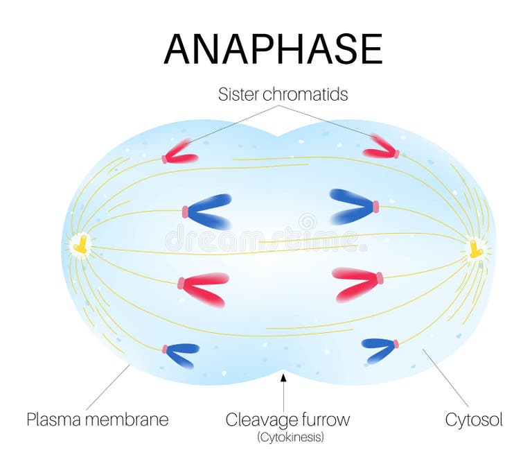 Cell Cycle Anaphase Stock Illustrations – 131 Cell Cycle Anaphase Stock ...