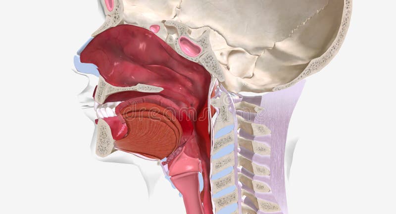 Anaphylaxis is a Severe, Systemic Allergic Reaction Characterize Stock ...