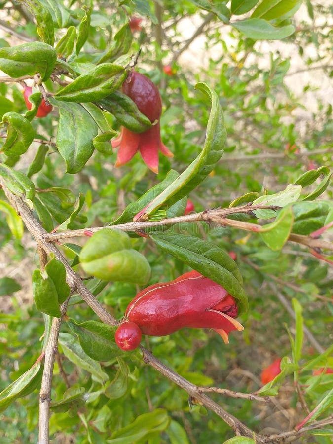 Anar stock image. Image of anar, small, fruit - 144024531