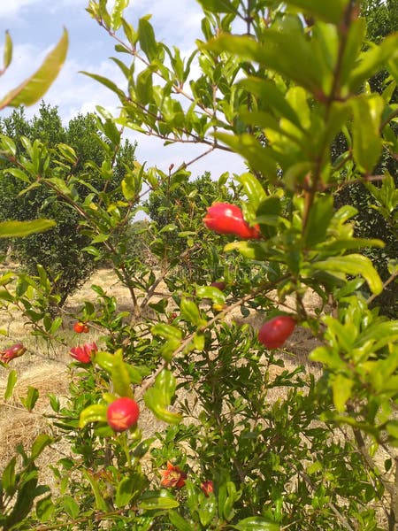 326 Anar Stock Photos - Free & Royalty-Free Stock Photos from Dreamstime