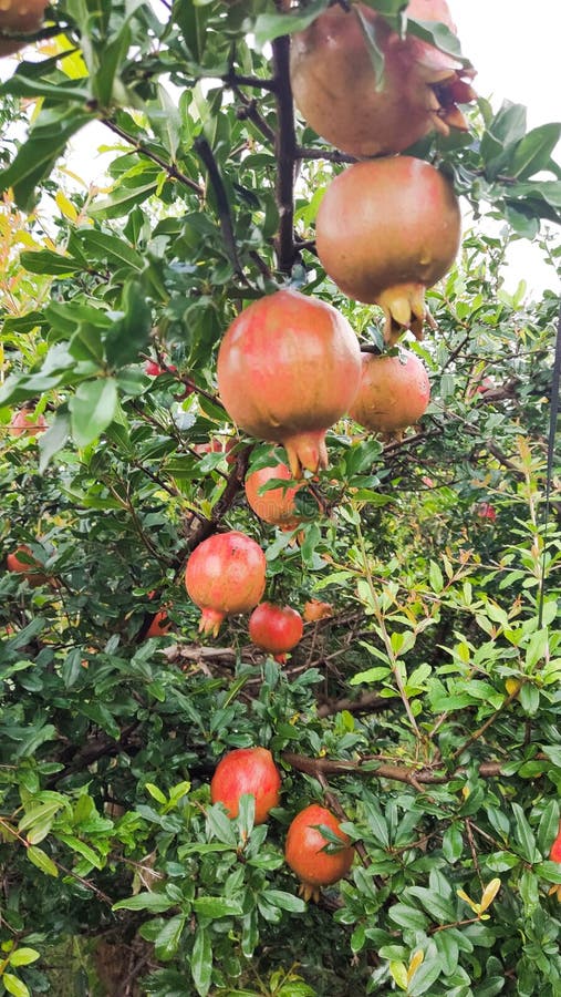 Indiab Stock Photos - Free & Royalty-Free Stock Photos from Dreamstime