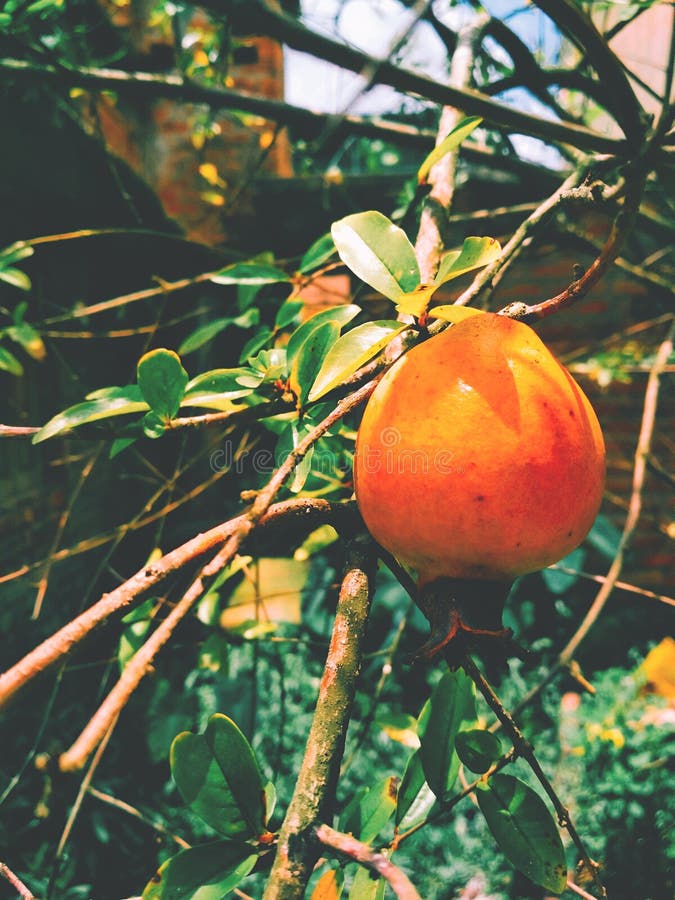 Anardana stock photo. Image of colour, fruit, anardana - 154815404