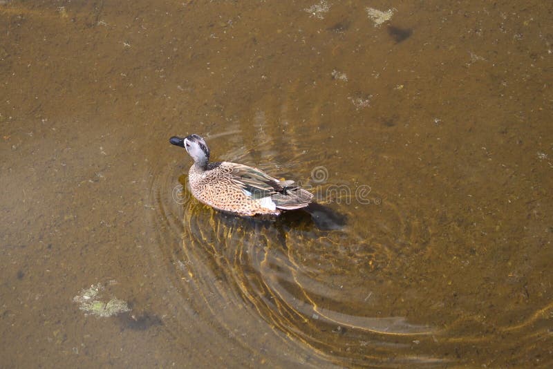 Anas Discors AKA Blue Winged Teal Stock Photo - Image of platyrhynchos ...