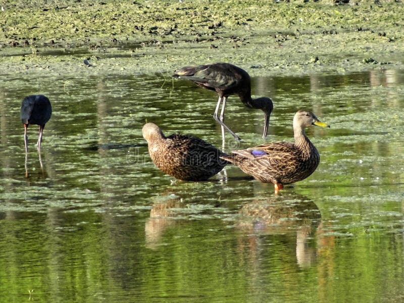 Pair of Ducks in the Florida Swamp Stock Image - Image of mottled ...