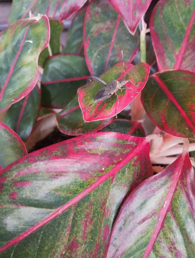 Anasa Tristis, Squash Bug, Garden Plant, Aglaonema, Red Stock Photo ...