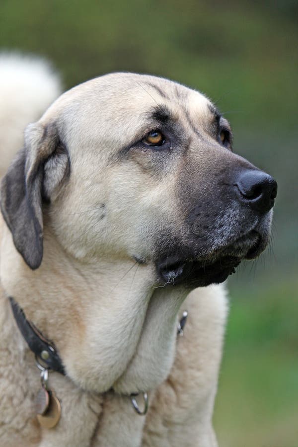 Anatolian Shepherd dog stock photo. Image of black, shepherd - 6998462