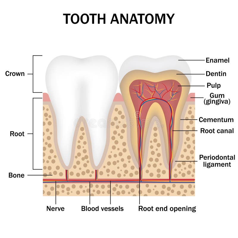 Anatomía de los dientes ilustración del vector. Ilustración de esmalte ...