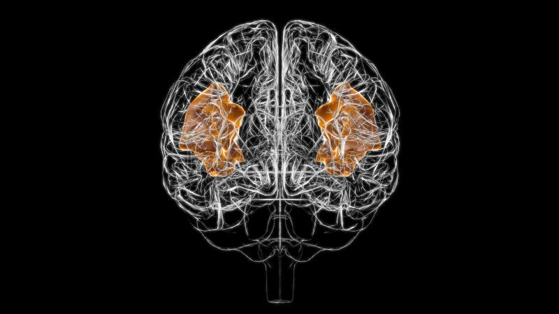 Anatomía De Giro Angular Cerebral Para Concepto Médico 3d Stock de ...
