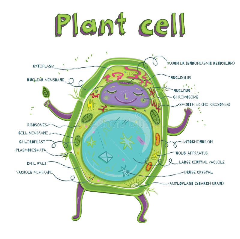 Anatomía De La Célula De La Planta Ilustración del Vector - Ilustración ...