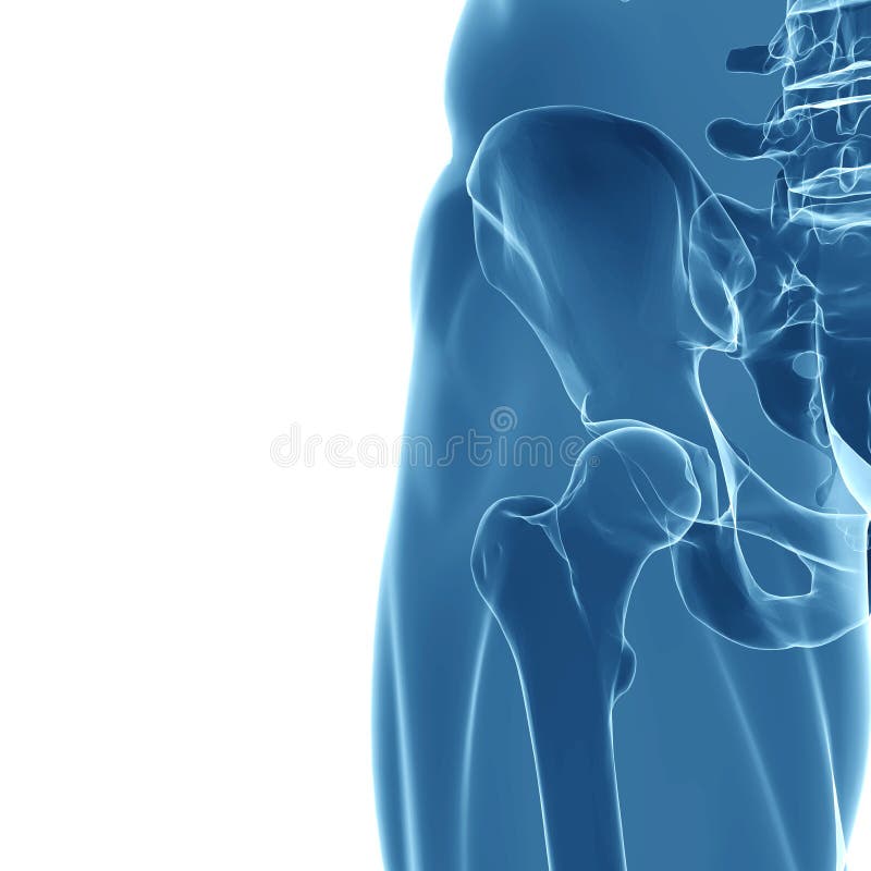 Anatomía De La Junta De Cadera Humana Stock de ilustración ...