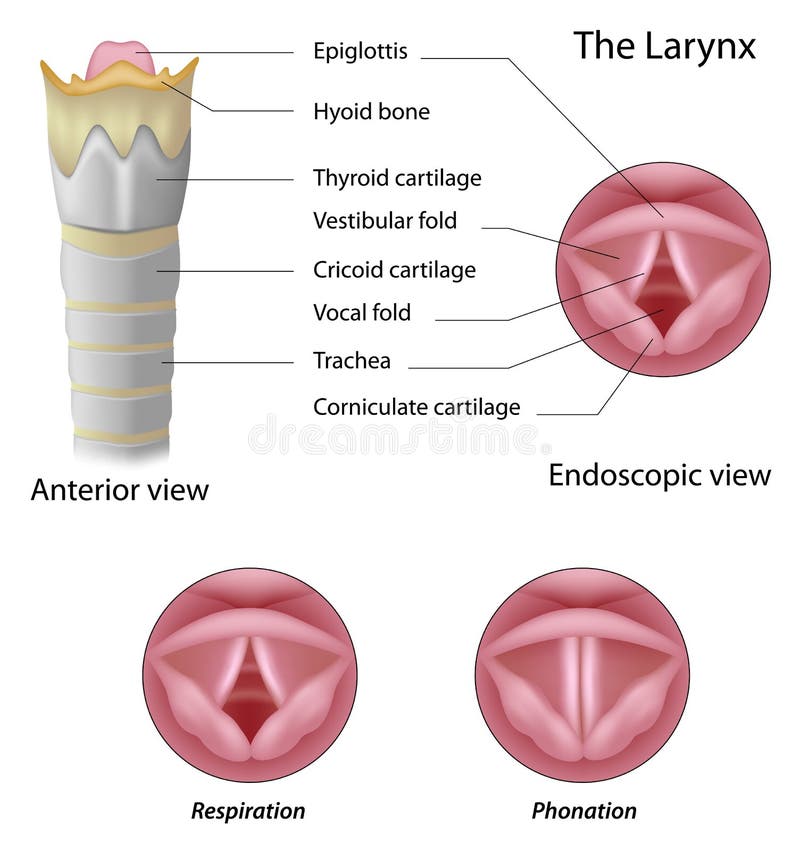 Anatomía de la laringe ilustración del vector. Ilustración de ciencia ...