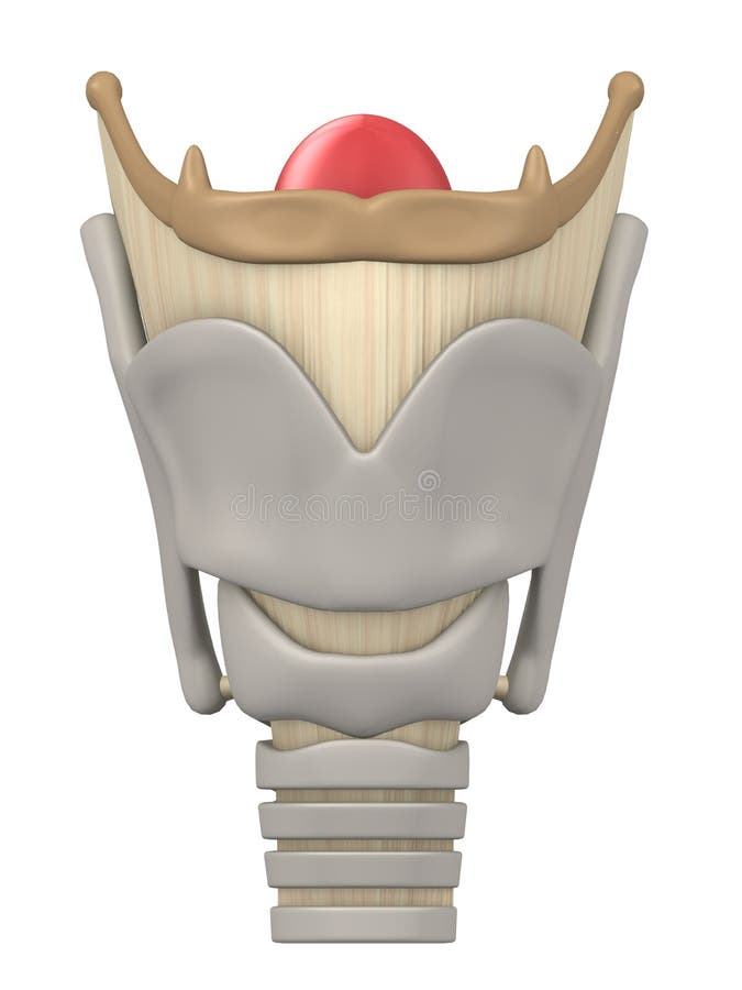 Anatomía de la laringe stock de ilustración. Ilustración de laringe ...