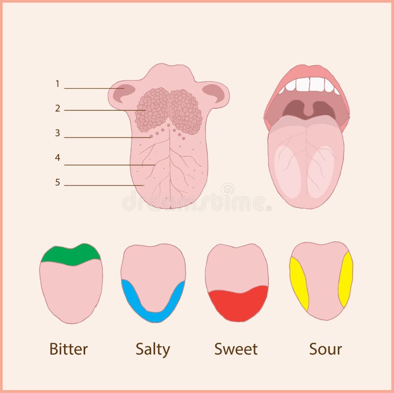 Anatomía De La Lengua Humana Ilustración del Vector - Ilustración de ...