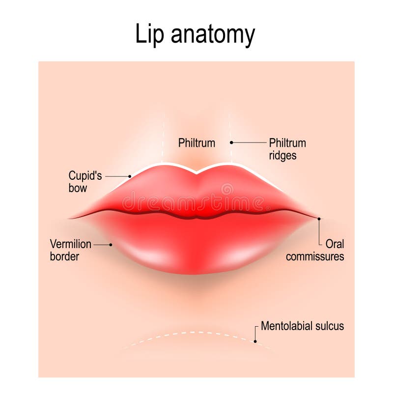 Anatomía de labios ilustración del vector. Ilustración de sonrisa ...