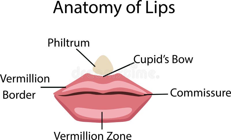 Anatomía De Labios, Ejemplo Del Vector Ilustración del Vector ...