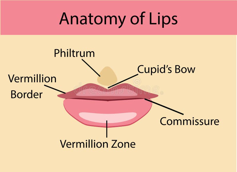 Anatomía de labios ilustración del vector. Ilustración de sonrisa ...