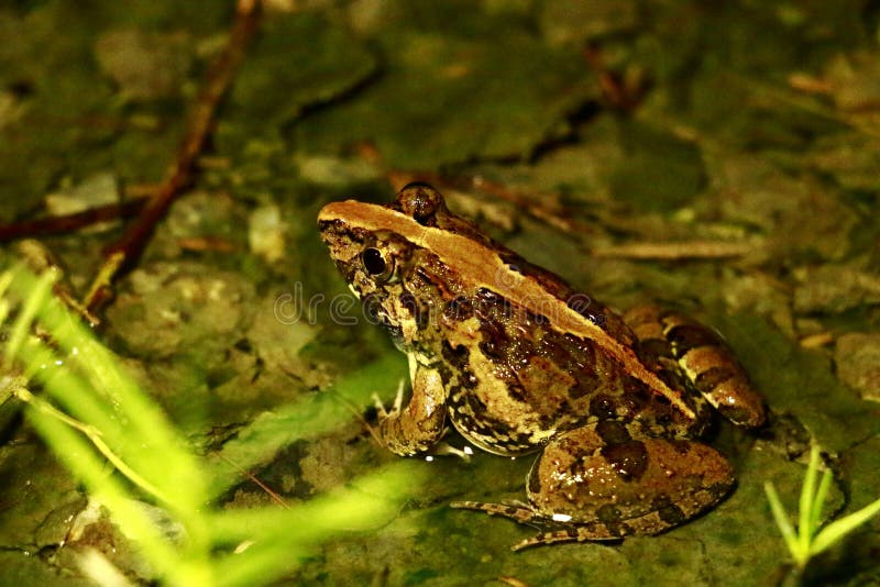 Anatomía De Las Ranas, Animales, Anfibios Imagen de archivo - Imagen de ...