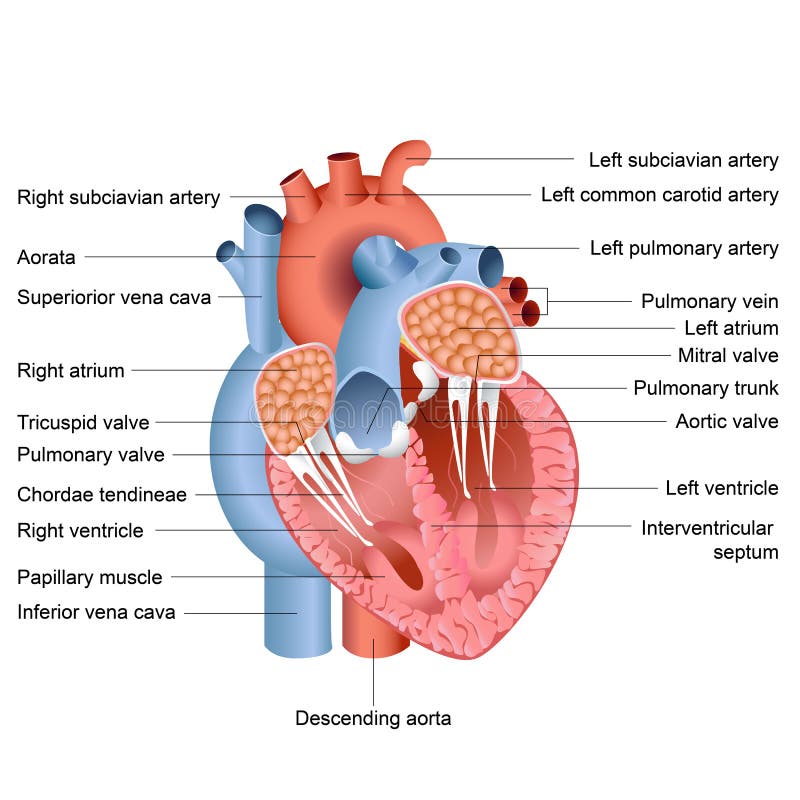 Anatomía Del Endocardio Para Pinterest Anatomia Externa Del Corazon