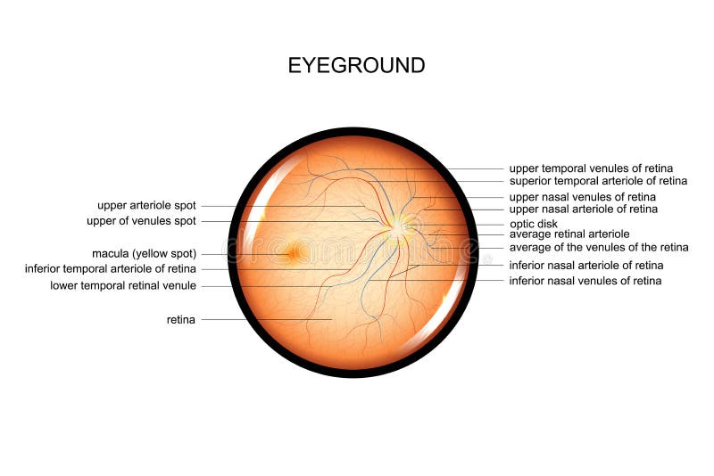 Anatomía Del Ojo El Globo Del Ojo, Iris, Alumno Ilustración del Vector ...