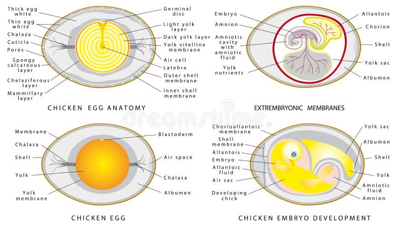 Anatomía del pollo stock de ilustración. Ilustración de frente - 34202962
