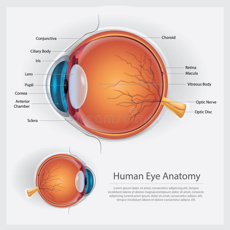 Anatomía Del Ojo Humano Y De Descripciones Ilustración del Vector ...