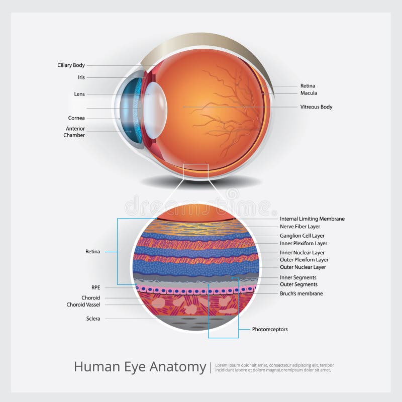 Anatomía del ojo humano ilustración del vector. Ilustración de salud ...