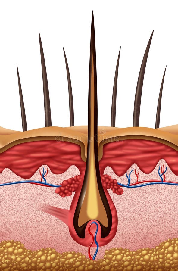 Explicación Detallada De La Estructura Y De La Anatomía Del Pelo ...