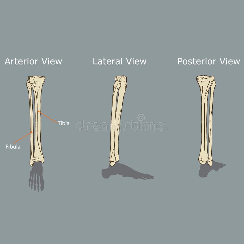 Músculos Del Peroné Y De La Tibia Stock de ilustración - Ilustración de ...