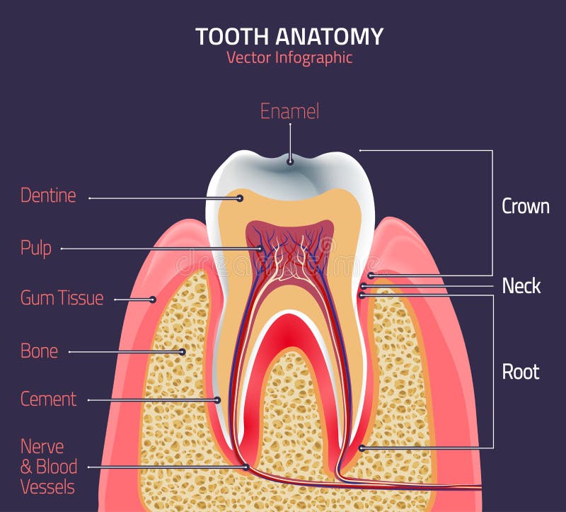 Anatomía Del Vector De Los Dientes Ilustración del Vector - Ilustración ...