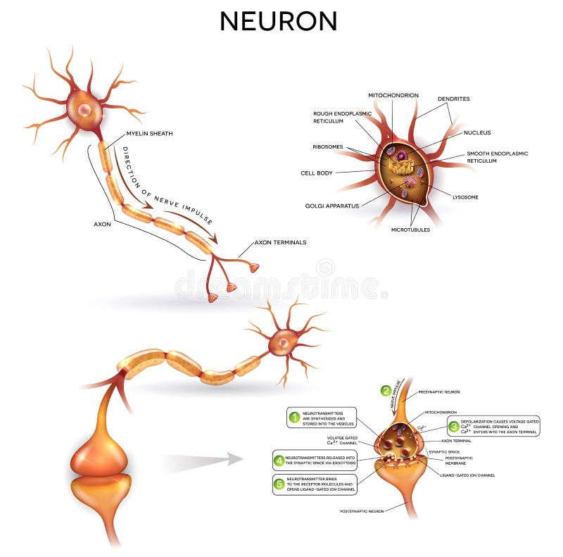 Anatomía Detallada De La Neurona Ilustración del Vector - Ilustración ...