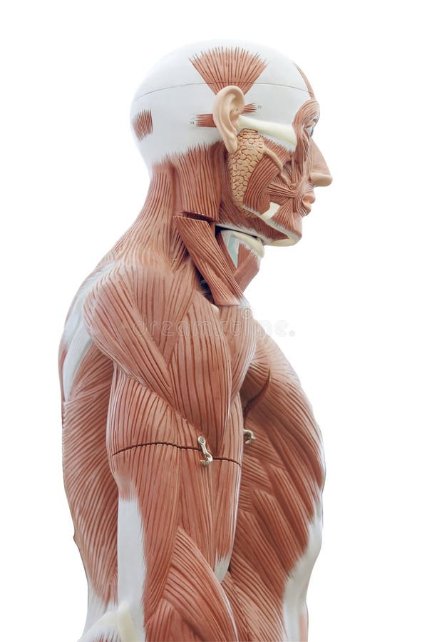 Modelo Humano De La Anatomía Foto de archivo - Imagen de artificial ...