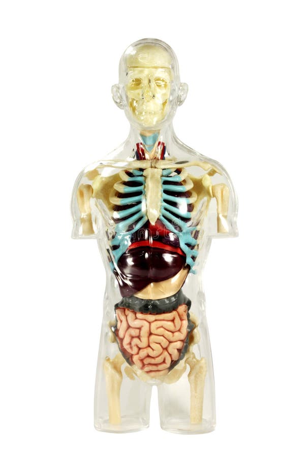 Torso Del Esqueleto Humano, Aislado Stock de ilustración - Ilustración ...