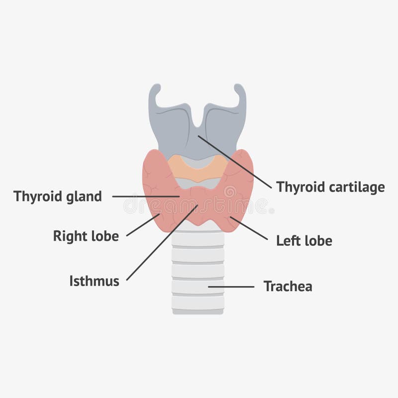 Anatomía Humana De La Laringe Stock de ilustración - Ilustración de ...
