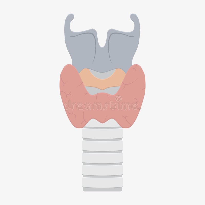 Anatomía Humana De La Laringe Stock de ilustración - Ilustración de ...