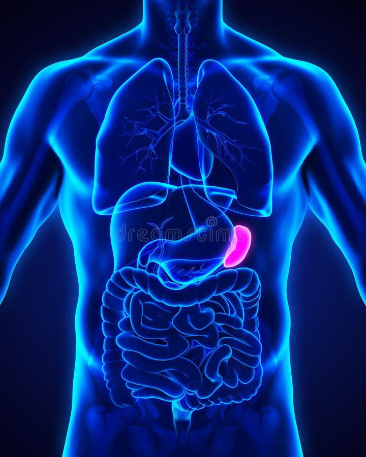 Anatomía humana del bazo stock de ilustración. Ilustración de sistema ...