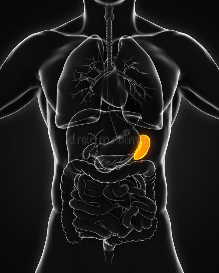 Anatomía humana del bazo stock de ilustración. Ilustración de bazo ...