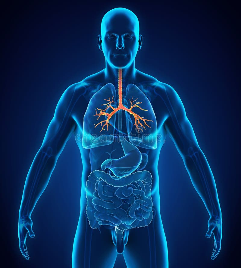 Anatomía Humana Del Bronquio Stock de ilustración - Ilustración de sano ...