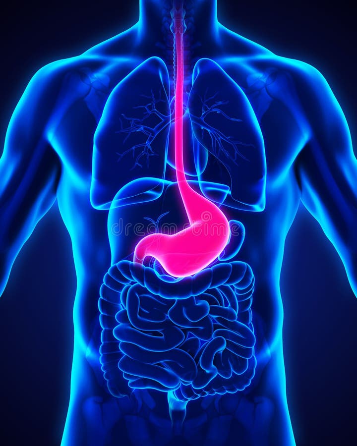 Anatomía Humana Del Estómago Stock de ilustración - Ilustración de ...