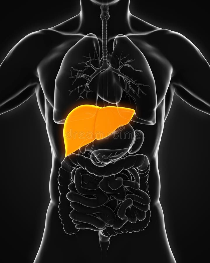 Anatomía humana del hígado stock de ilustración. Ilustración de ...