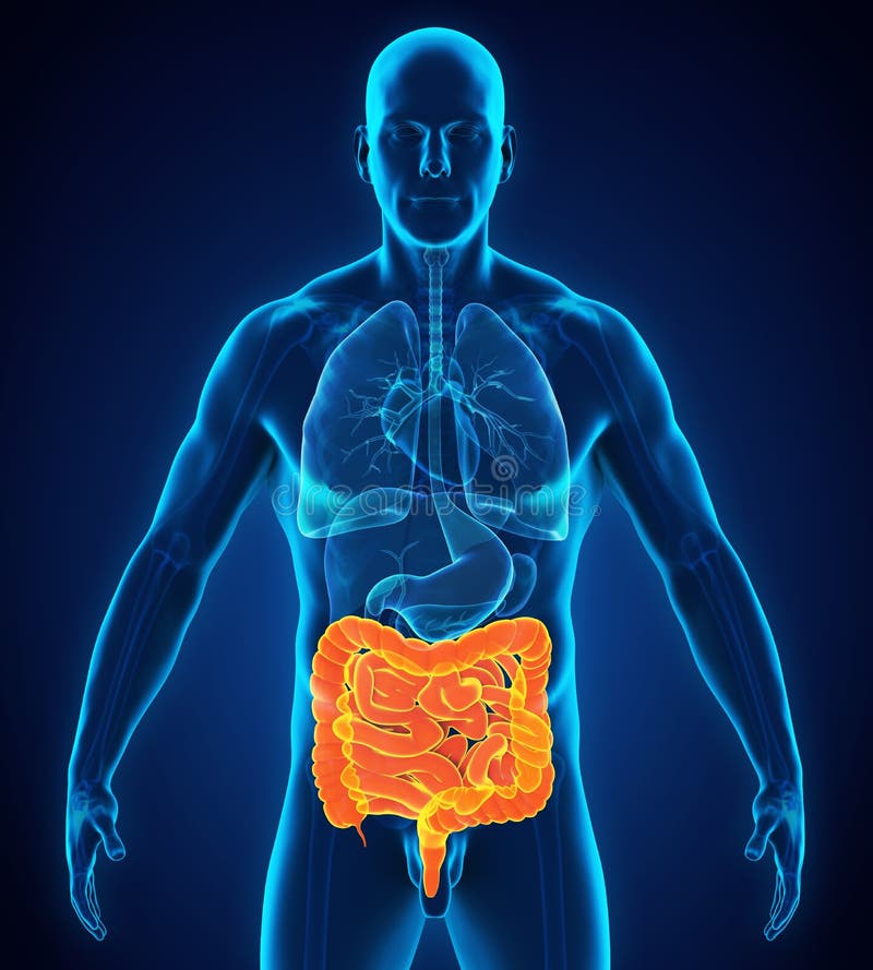 Anatomía Humana Del Intestino Stock de ilustración - Ilustración de ...